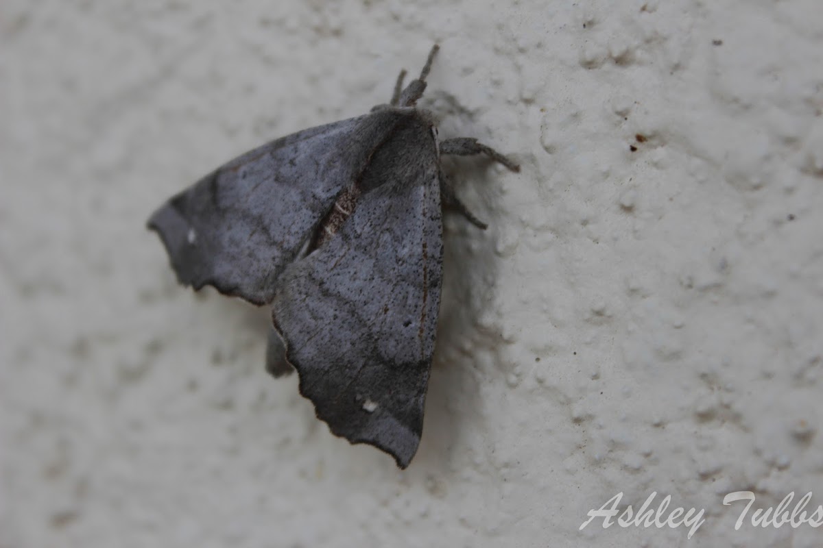 Seraph Moth | Project Noah