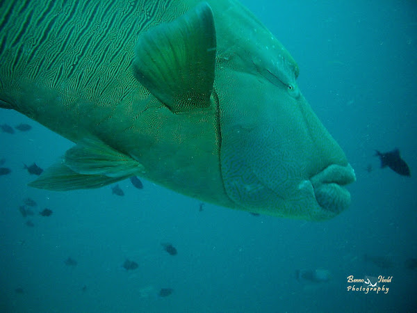 Humphead wrasse, Napoleon fish, Napoleon wrasse , Maori Wrasse ...