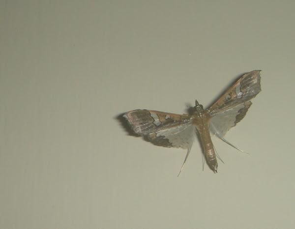 Bean Pod Borer Moth | Project Noah