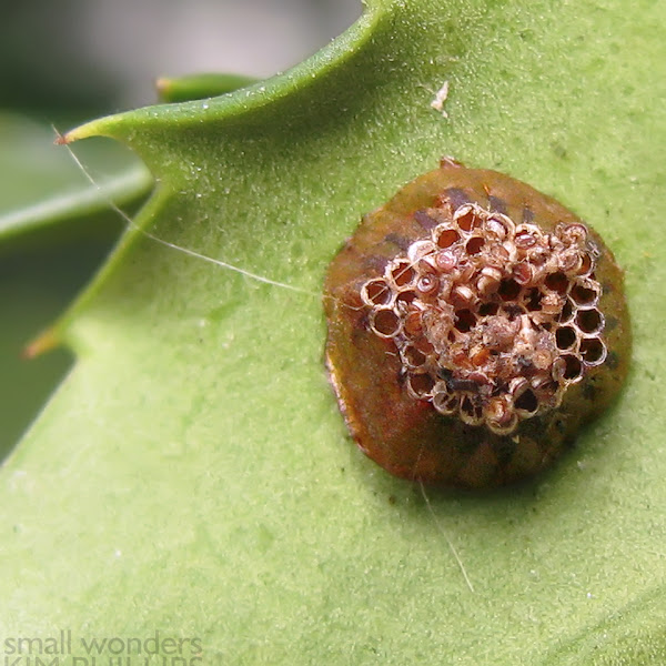 Assassin Bug Egg Casing | Project Noah