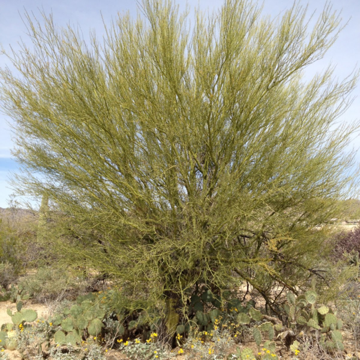 Palo verde | Project Noah