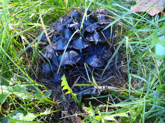 Inky-cap mushrooms | Project Noah