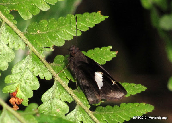 Common Banded Demon | Project Noah