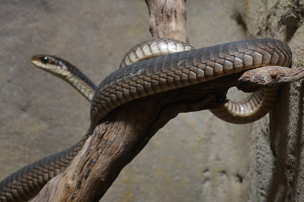 Boomslang | Project Noah