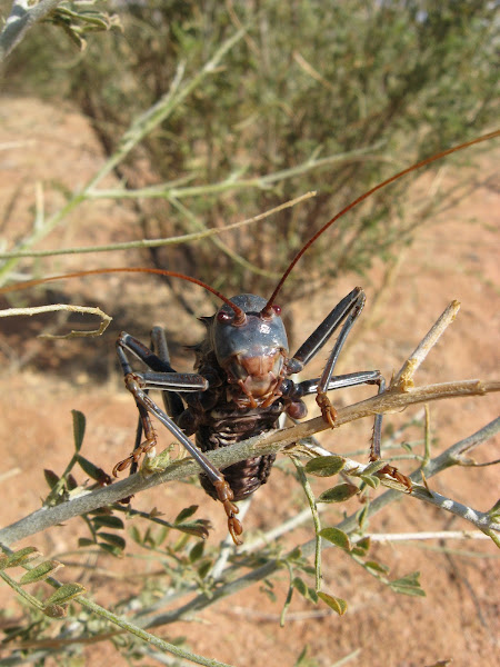 Armoured ground-cricket | Project Noah