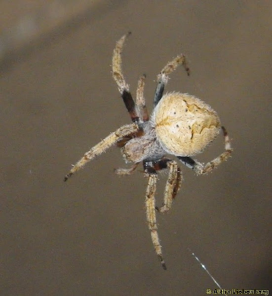 Hairy Field Spider | Project Noah