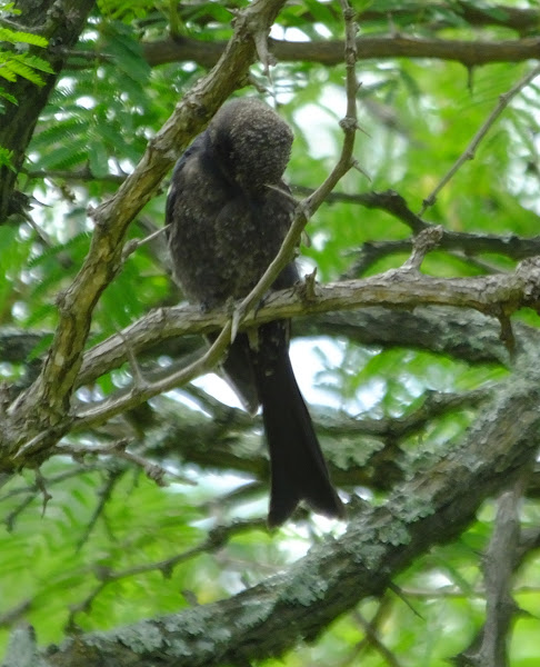 forktail drongo (juv) | Project Noah