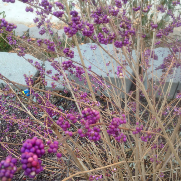 Spotting | Project Noah