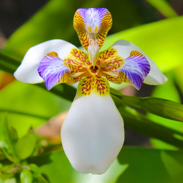 Apostle Iris | Project Noah