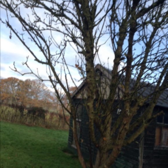 Apple tree | Project Noah