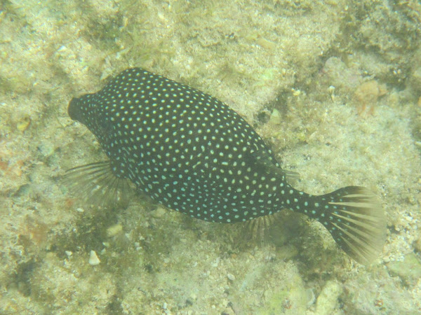 Spotted Boxfish (Female or juvenile) | Project Noah