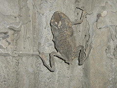 Dried dead frog | Project Noah