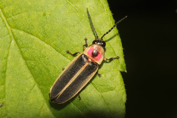 Eastern firefly | Project Noah