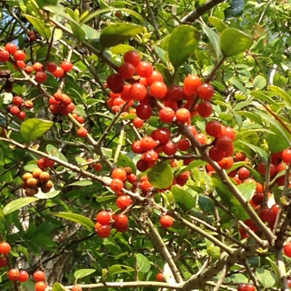 Yupon holly tree | Project Noah