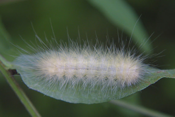 Virginia Tiger Moth | Project Noah