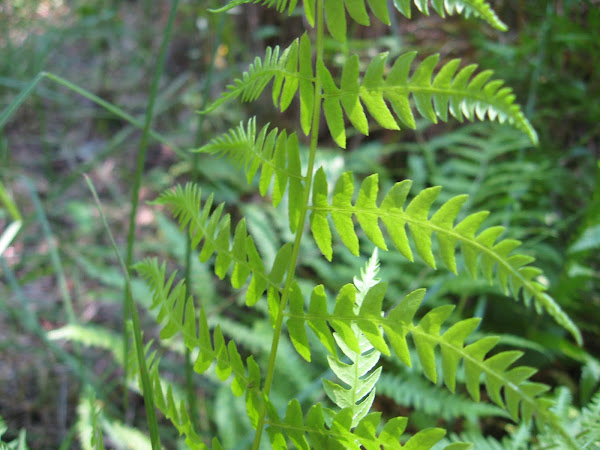 Marsh fern | Project Noah