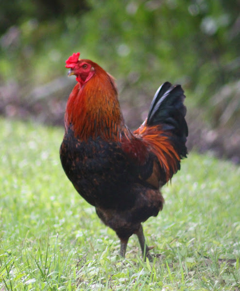 Rooster | Project Noah