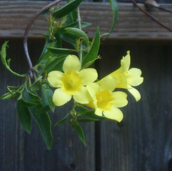 Carolina Jasmine | Project Noah