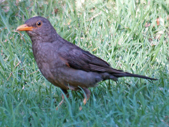 Karoo Thrush | Project Noah