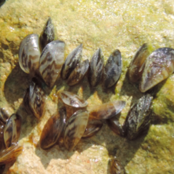 Zebra Mussel | Project Noah