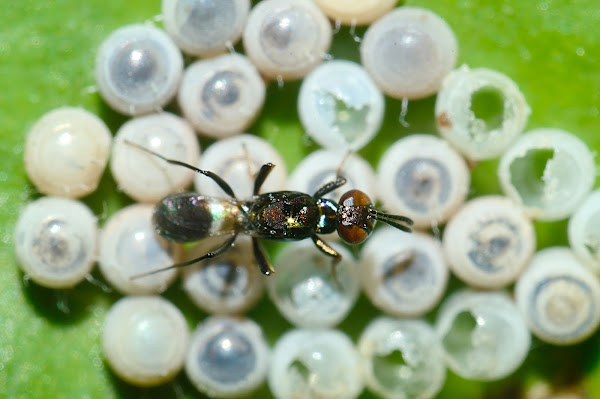 Egg Parasitoid Wasp | Project Noah