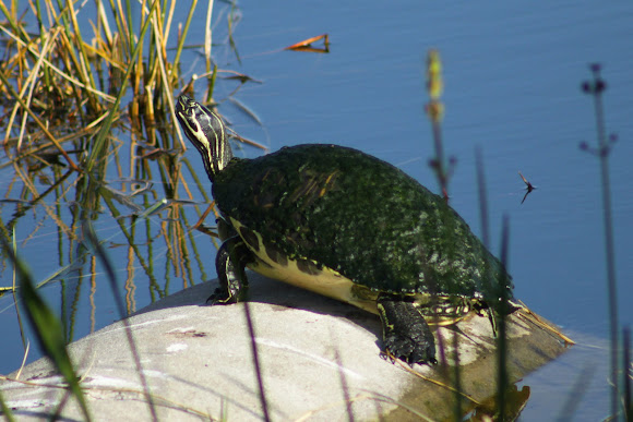 Peninsula Cooter Turtle | Project Noah