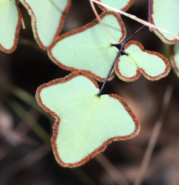 Arrowhead Fern, Hard Fern | Project Noah
