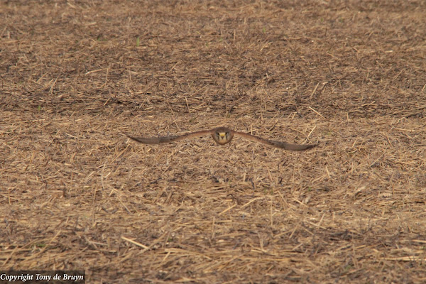 Common Kestrel | Project Noah