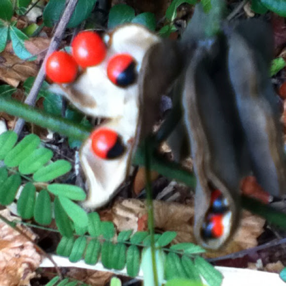 Rosary pea | Project Noah