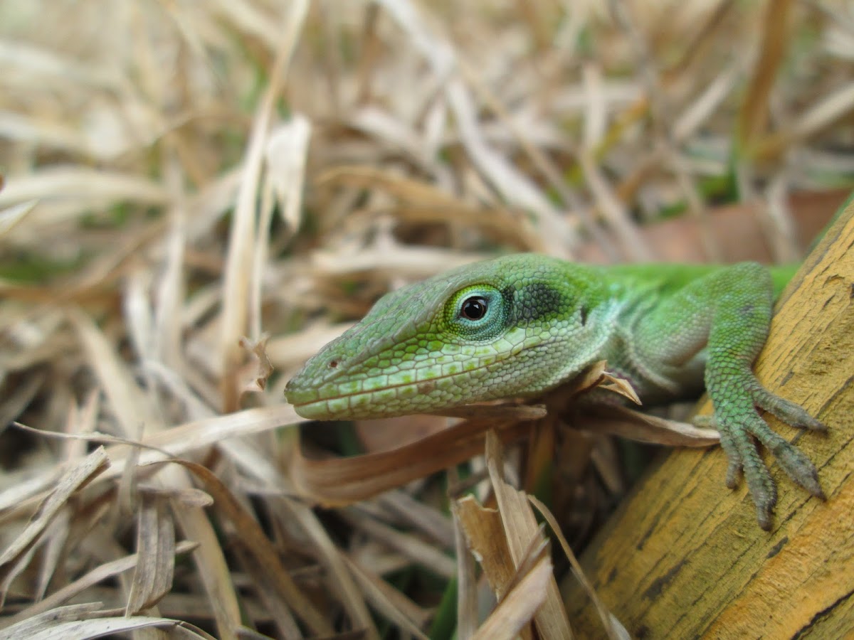 carolina anole | Project Noah