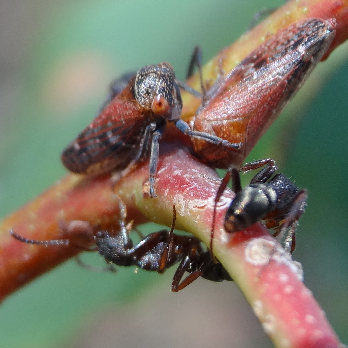 Unknown hopper | Project Noah