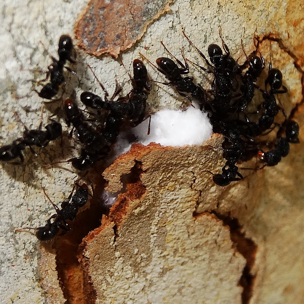 Ants with slime mold | Project Noah
