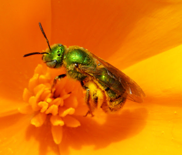 green metallic sweat bee | Project Noah