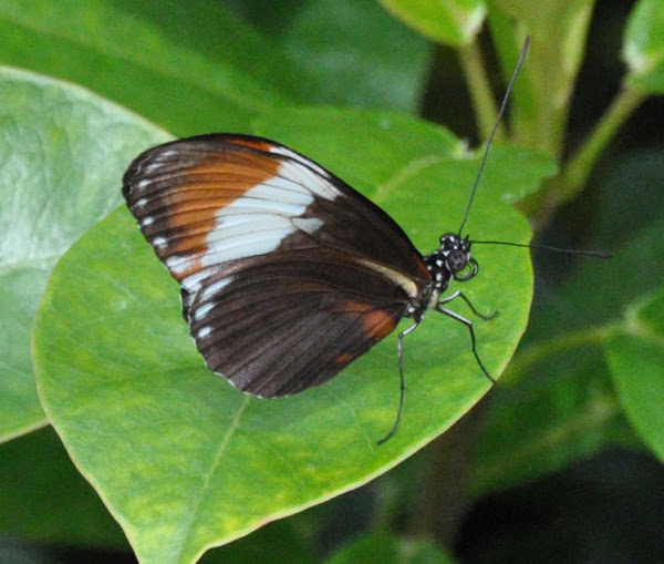 Cydno Longwing Butterfly | Project Noah