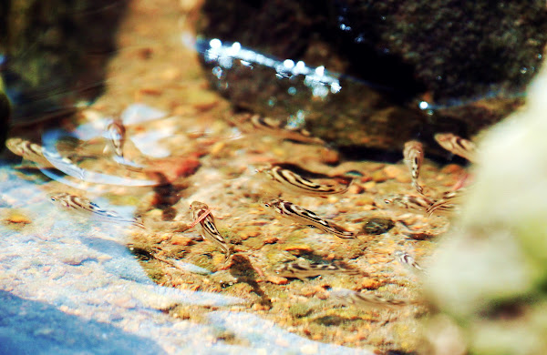 Therapon jarbua (釘公) | Project Noah