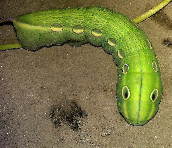 Sphinx moth caterpillar | Project Noah