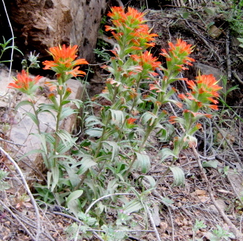 Common Red Paintbrush | Project Noah