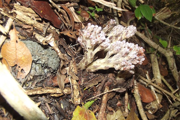 parasitic plant (root parasite) | Project Noah