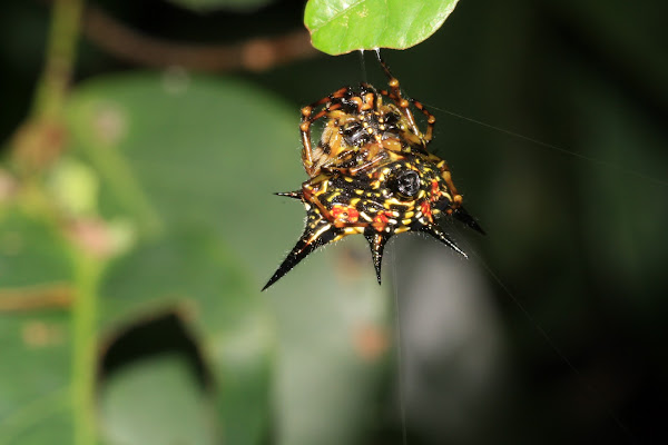 Spiny orb-weaver | Project Noah