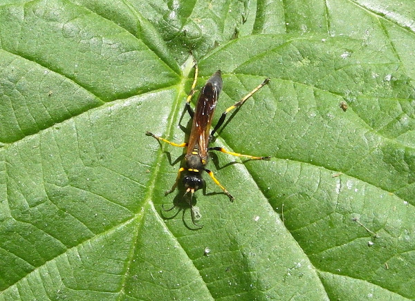 Mud-dauber | Project Noah