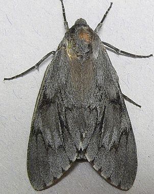 Southern Pine Sphinx Moth | Project Noah