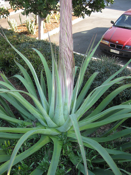 Octopus Agave | Project Noah
