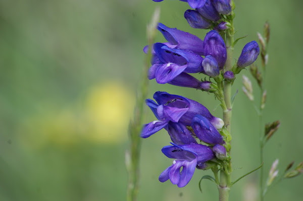 One-sided Penstemon | Project Noah