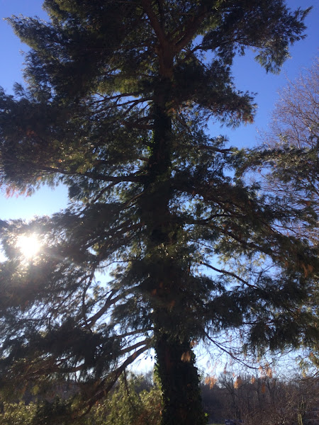 White Pine | Project Noah