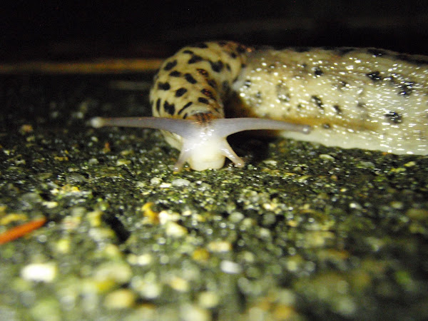 Giant Garden Slug | Project Noah