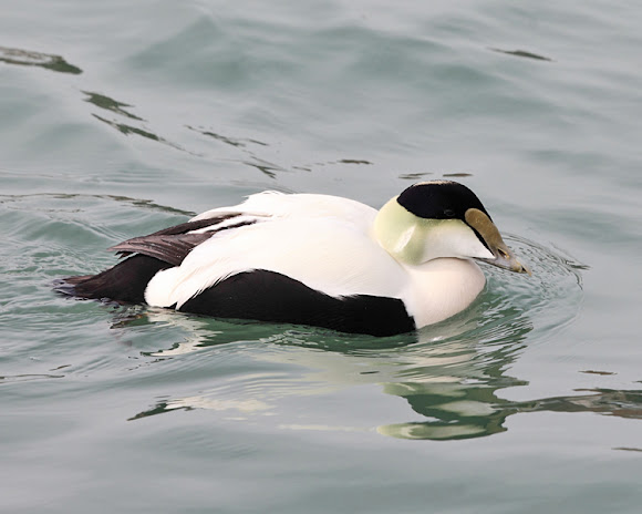 Common Eider | Project Noah