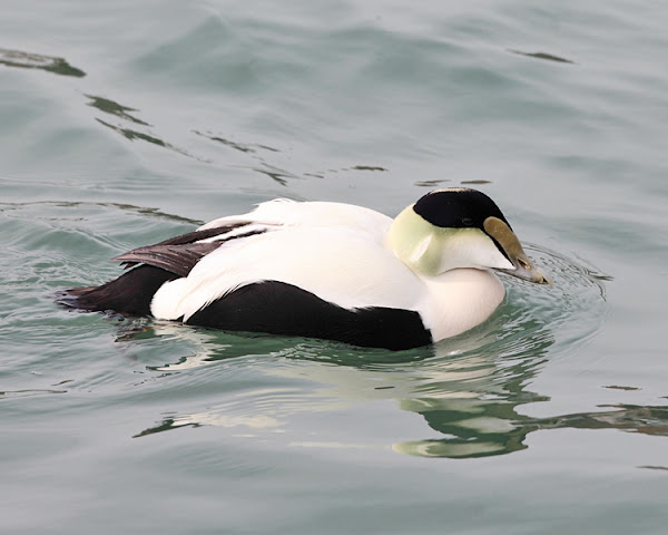 Common Eider | Project Noah