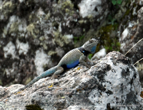 Blue Spiny Lizard | Project Noah