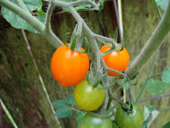 Cherry Tomato 'Sun Drop' | Project Noah
