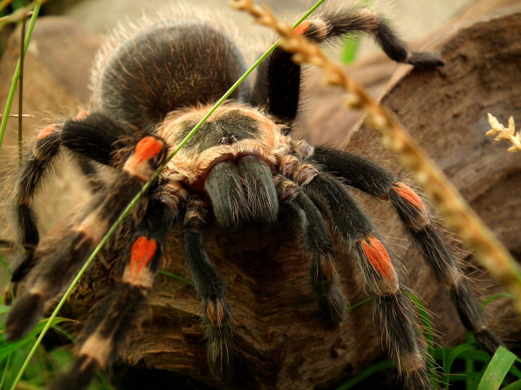 Mexican Flame Knee Tarantula | Project Noah